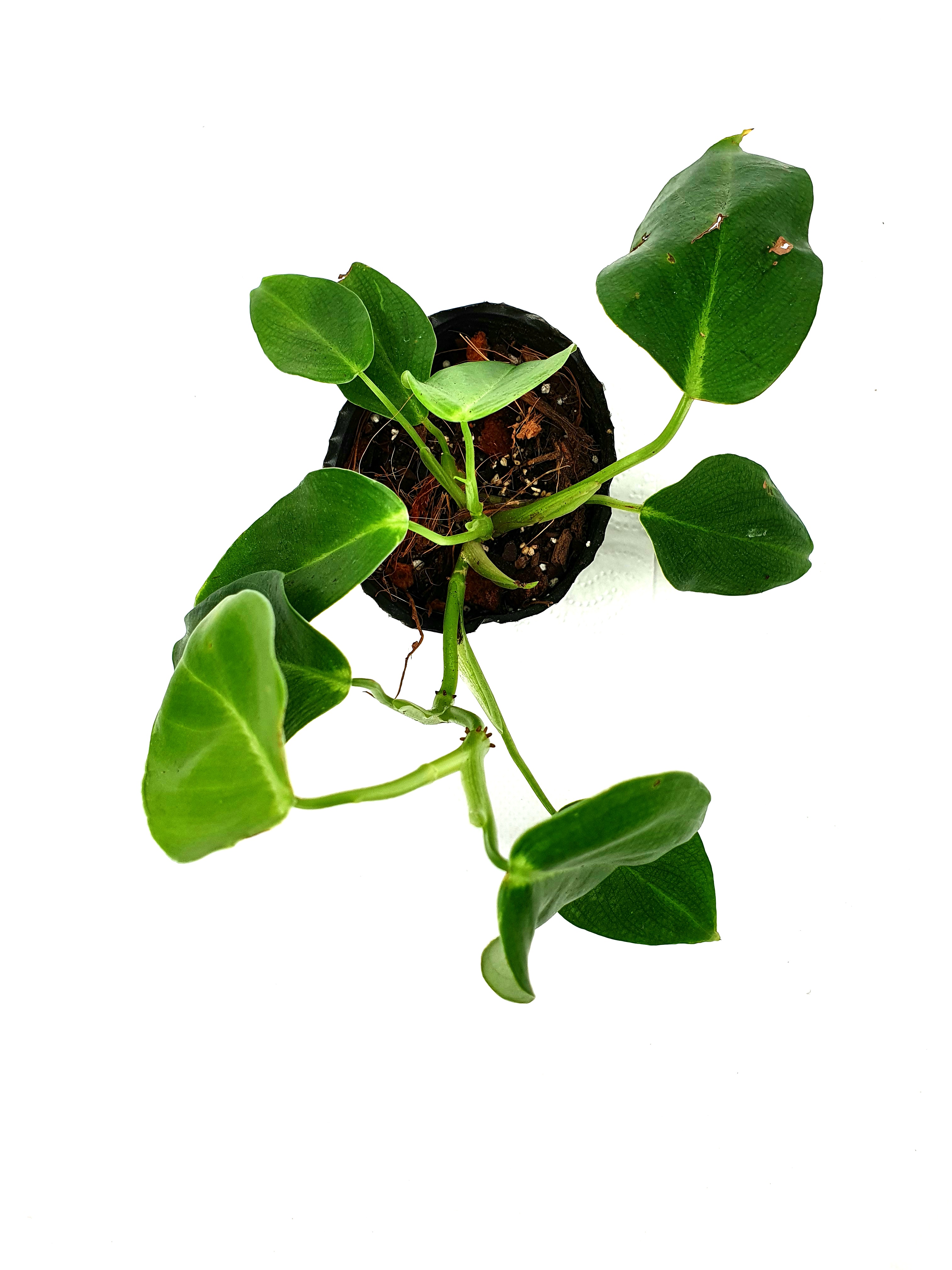 Philodendron angel