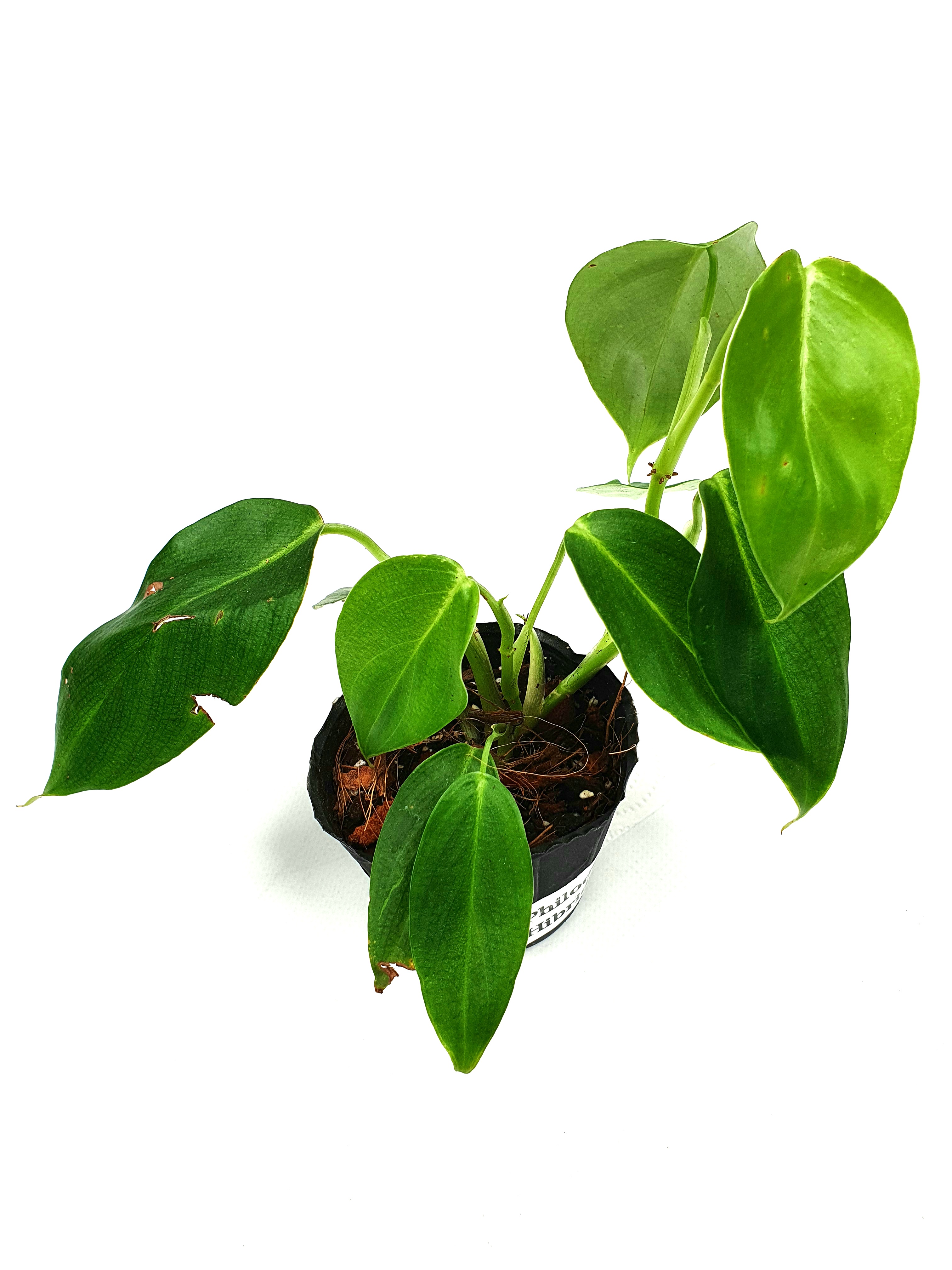 Philodendron angel