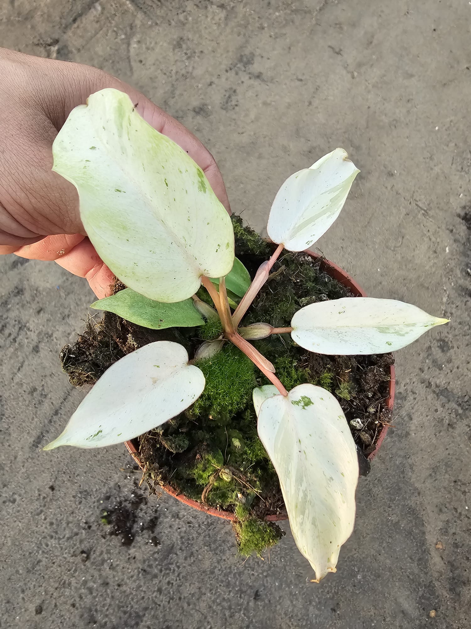 Hands of Plants