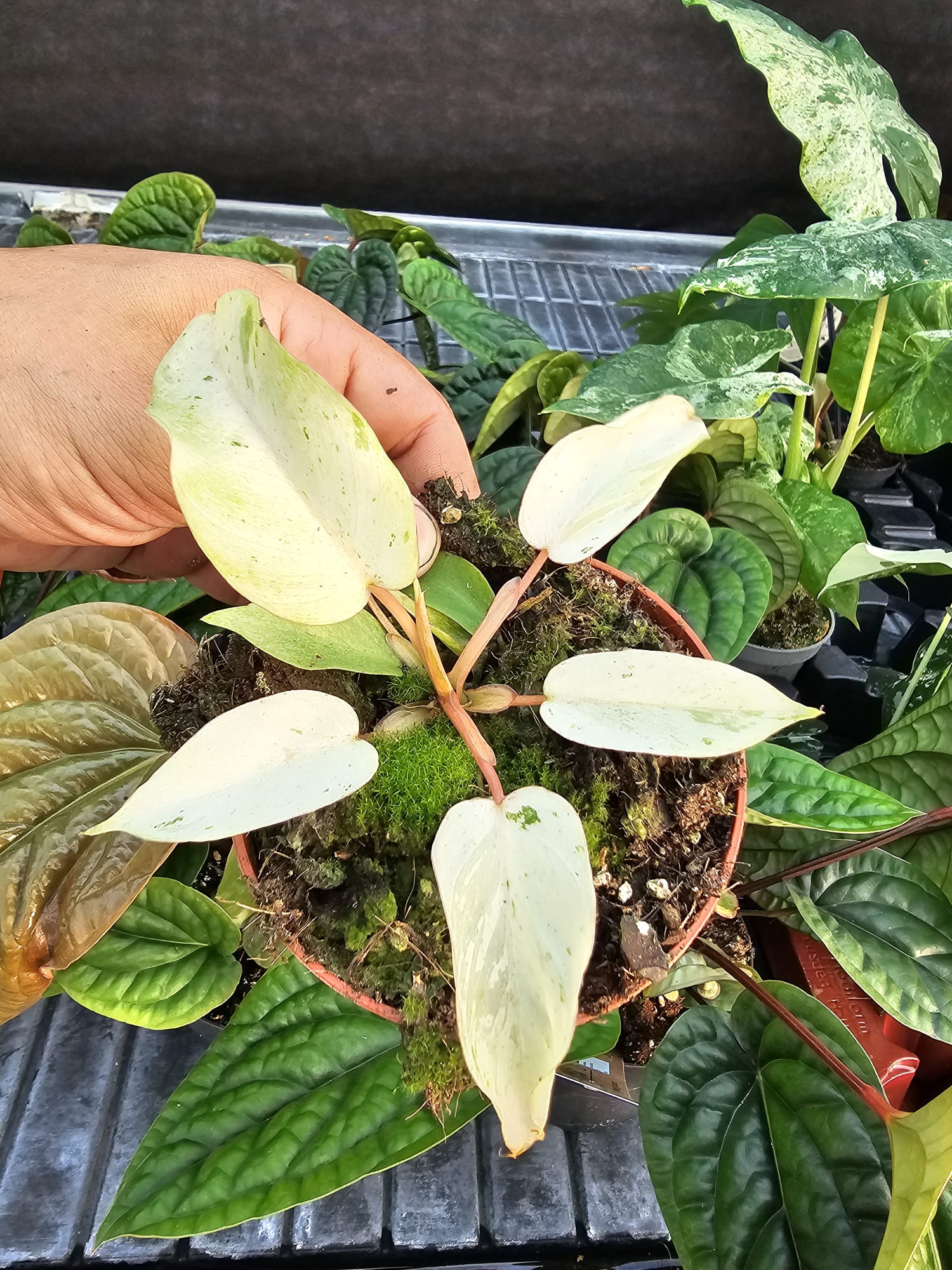 Hands of Plants