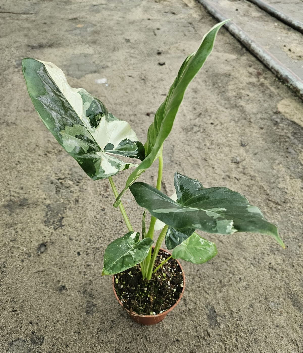 Alocasia macrorrhiza Variegata - M