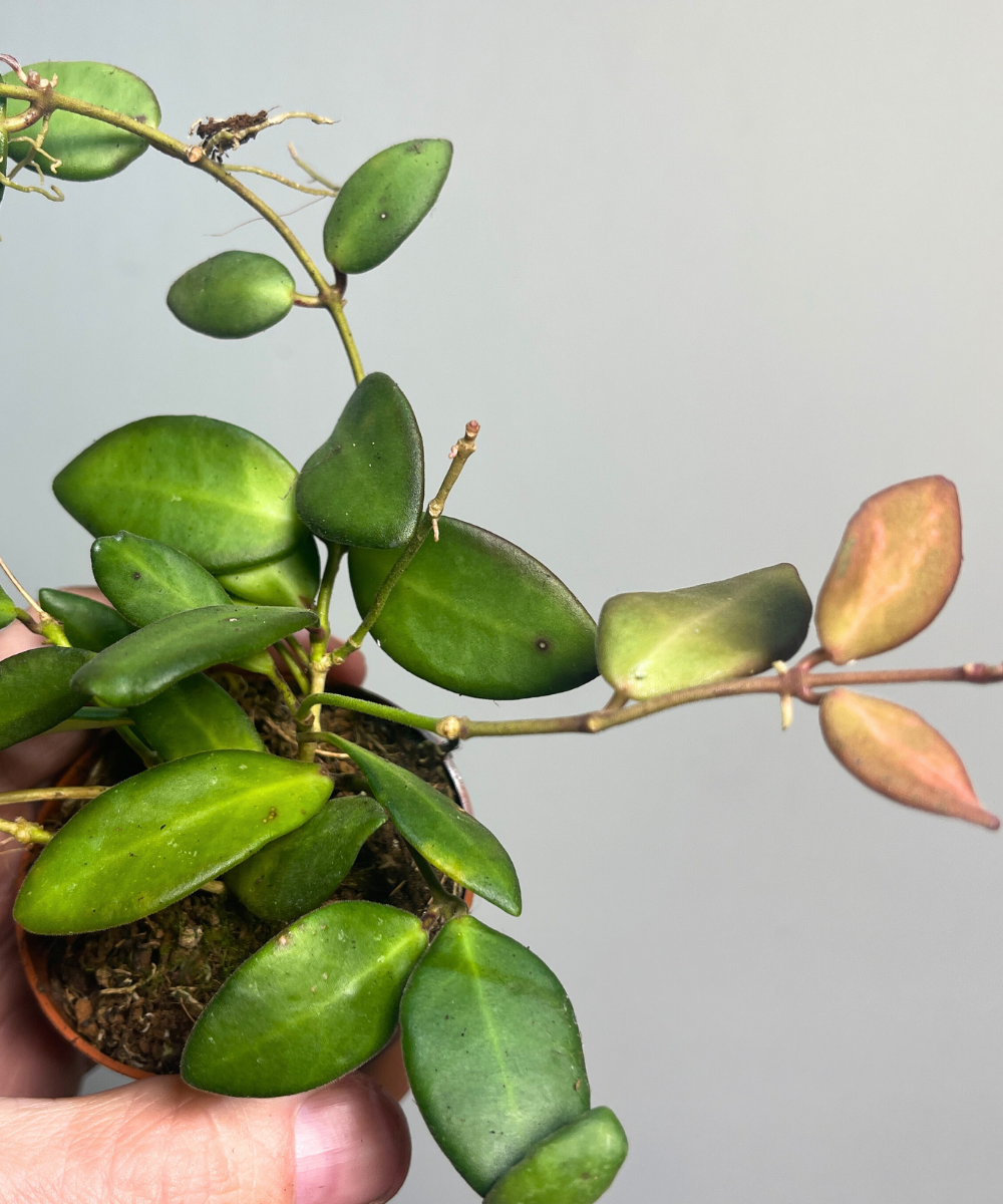 Hoya Bilobata