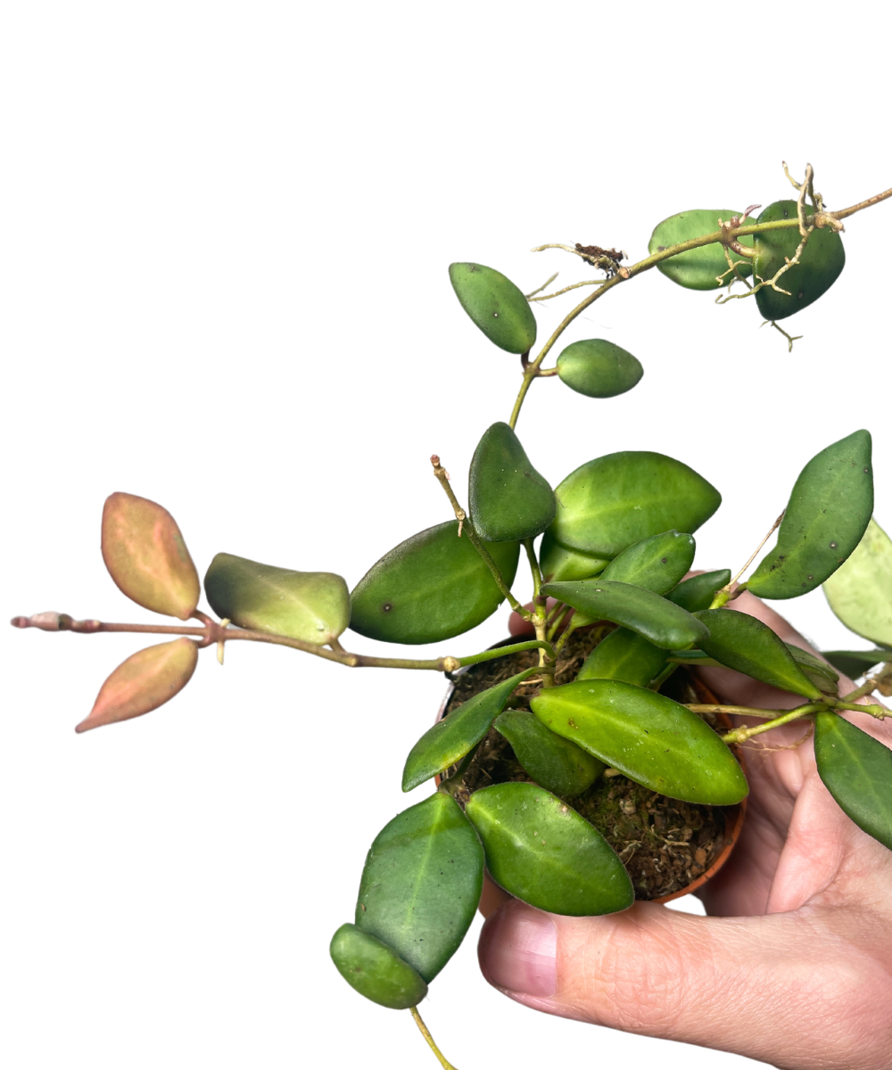 Hoya Bilobata