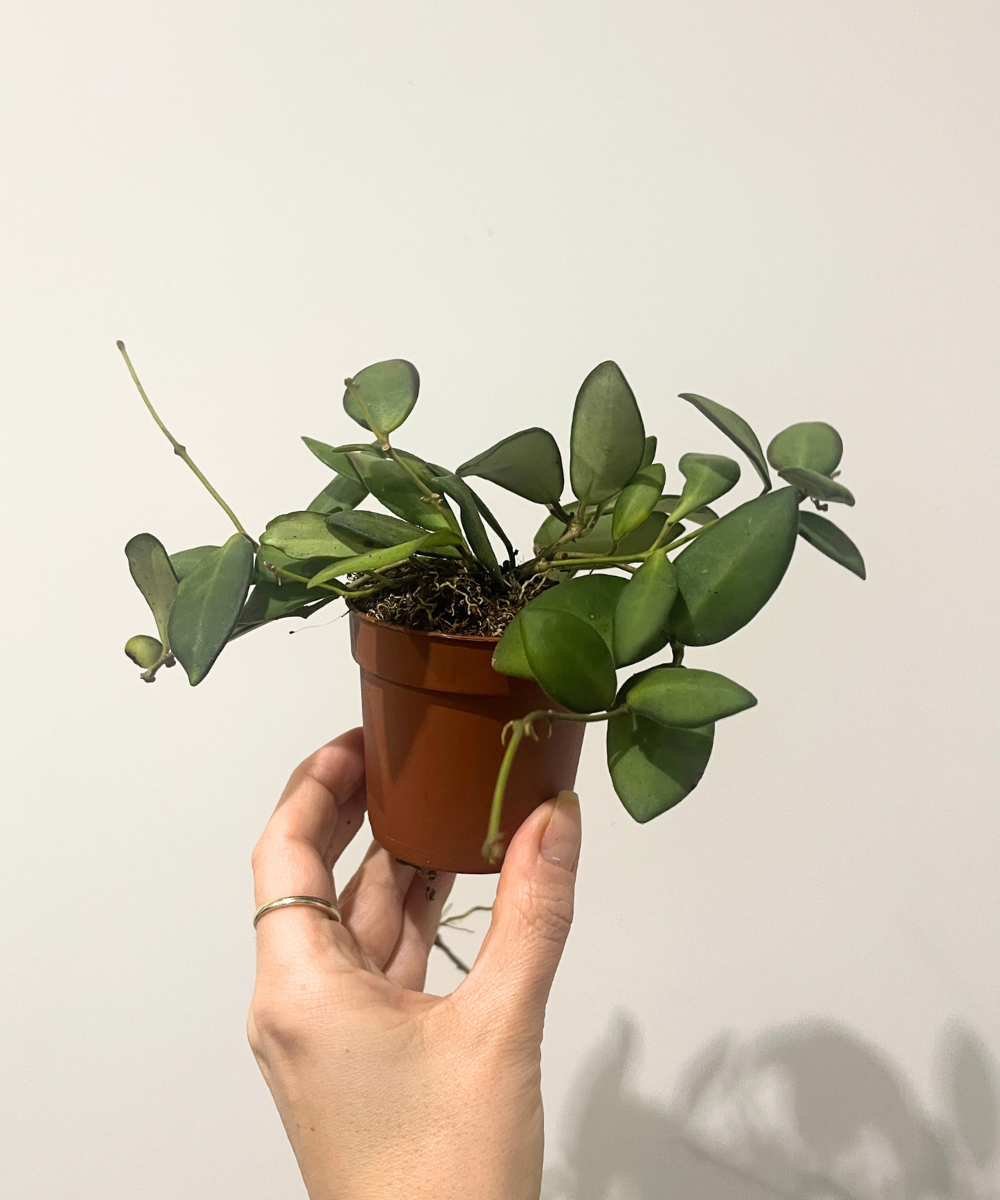 Hoya Bilobata