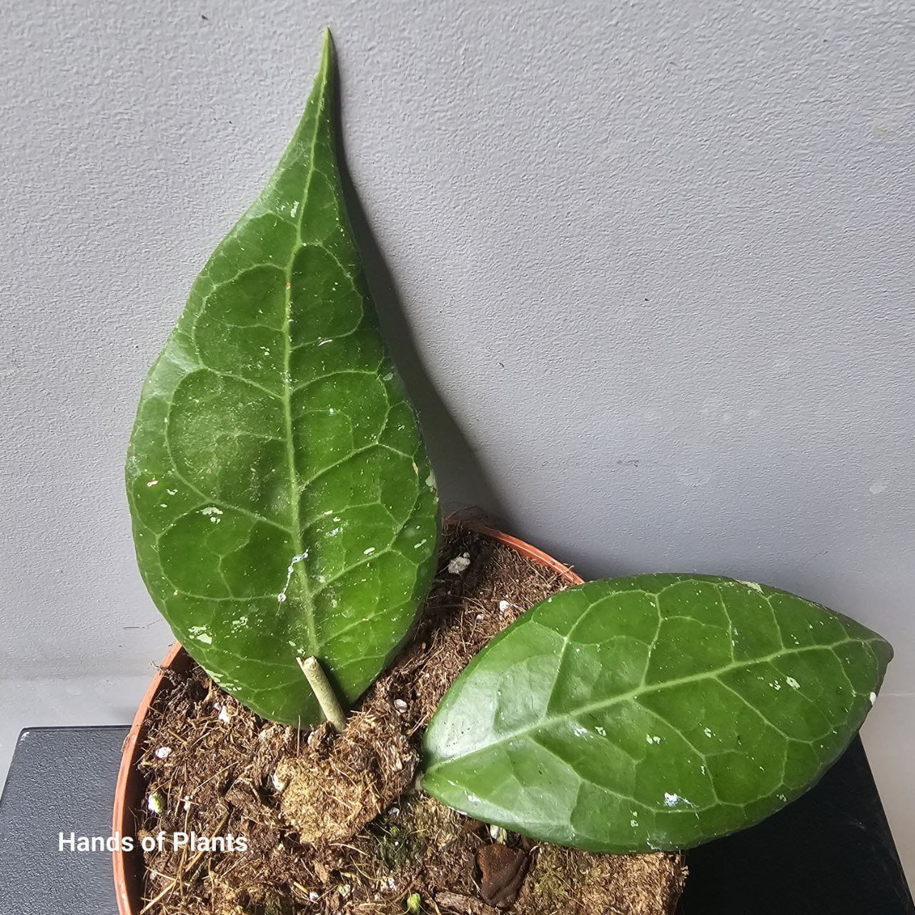 Hoya verticillata 'Lampung' – kolekcjonerska hoya z Sumatrańskim ...