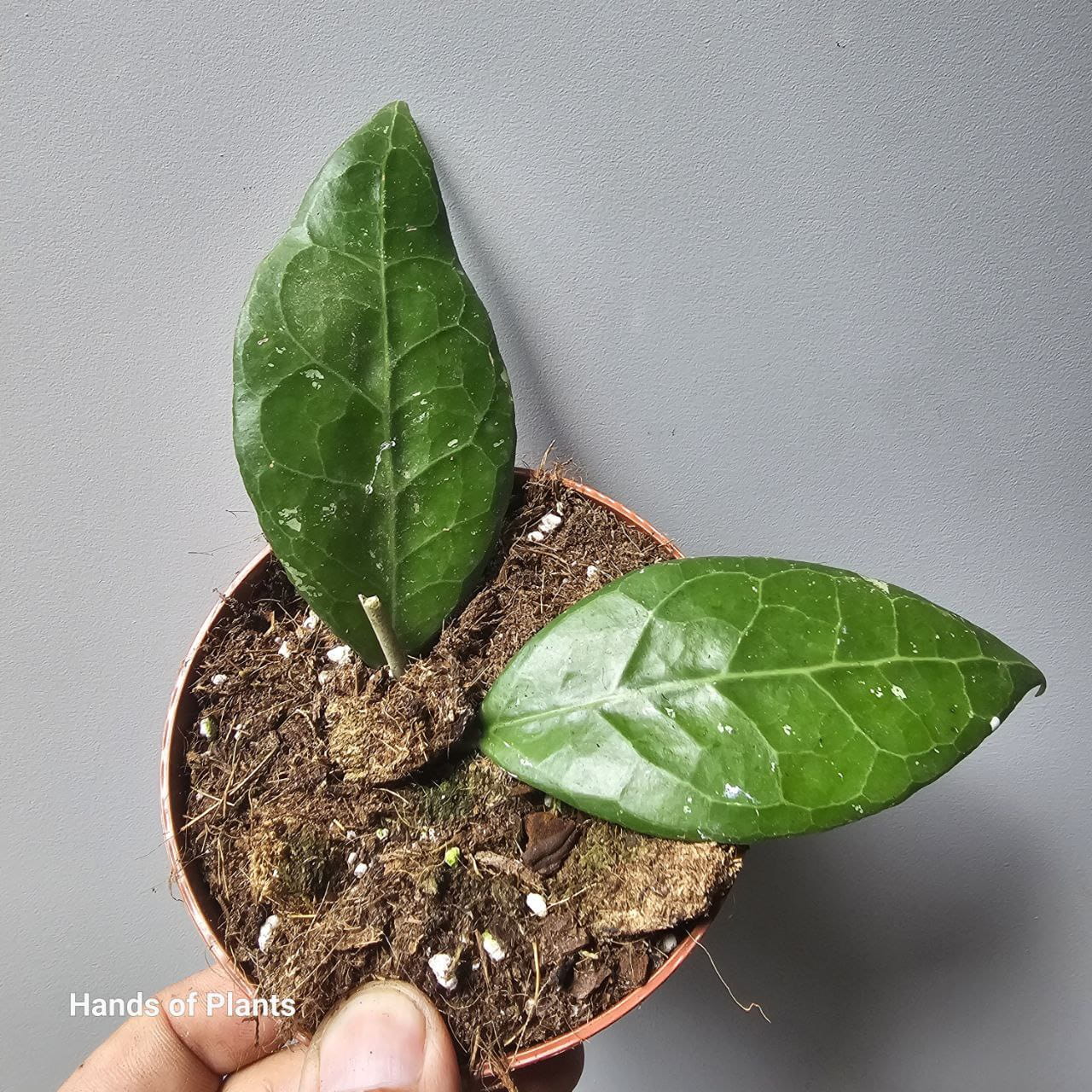 Hoya verticillata 'Lampung' – kolekcjonerska hoya z Sumatrańskim ...